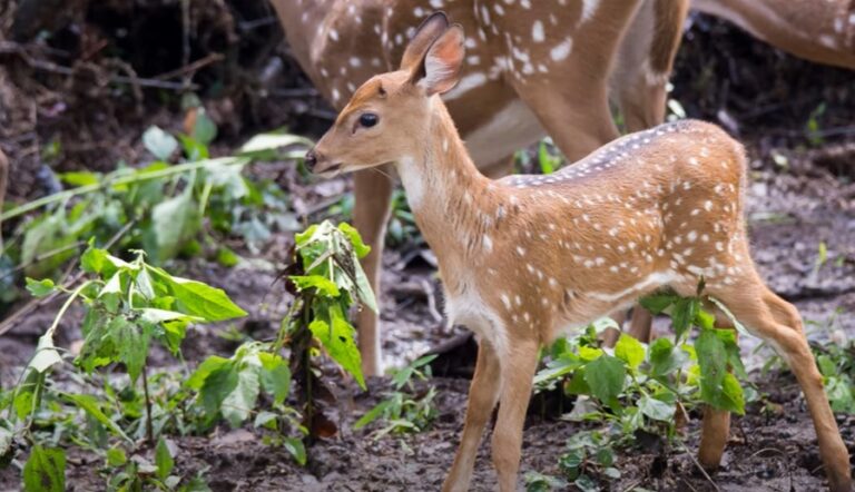 Askot National Park: Askot Musk Deer Sanctuary: A Haven For Endangered ...
